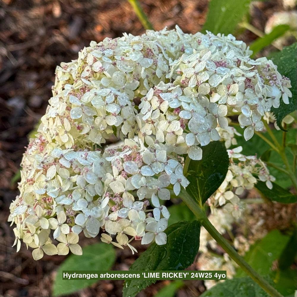 Photo of the bloom of Smooth Hydrangea (Hydrangea arborescens Lime ...