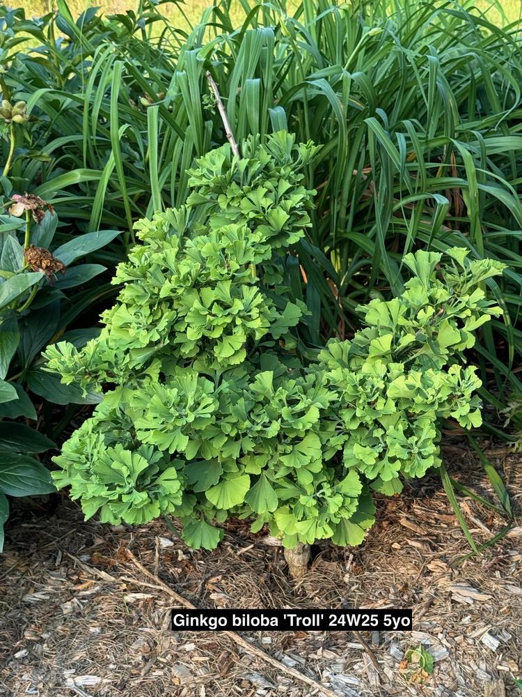 Photo of the entire plant of Ginkgo biloba 'Troll' posted by ...