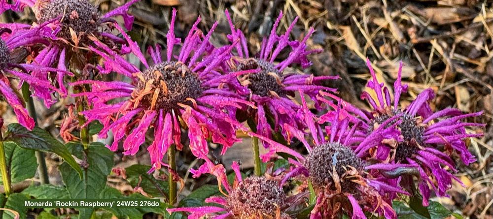 Bee Balm (Monarda Sugar Buzz™ Rockin' Raspberry) in the Bee Balms ...