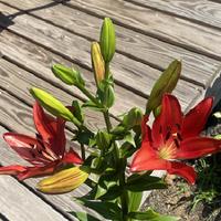 Photo of the bloom of Lily (Lilium 'Red Power') posted by gavier84 ...