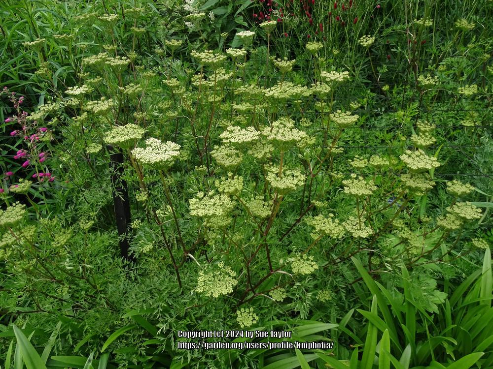 Photo of the entire plant of Baltic Parsley (Cenolophium denudatum ...