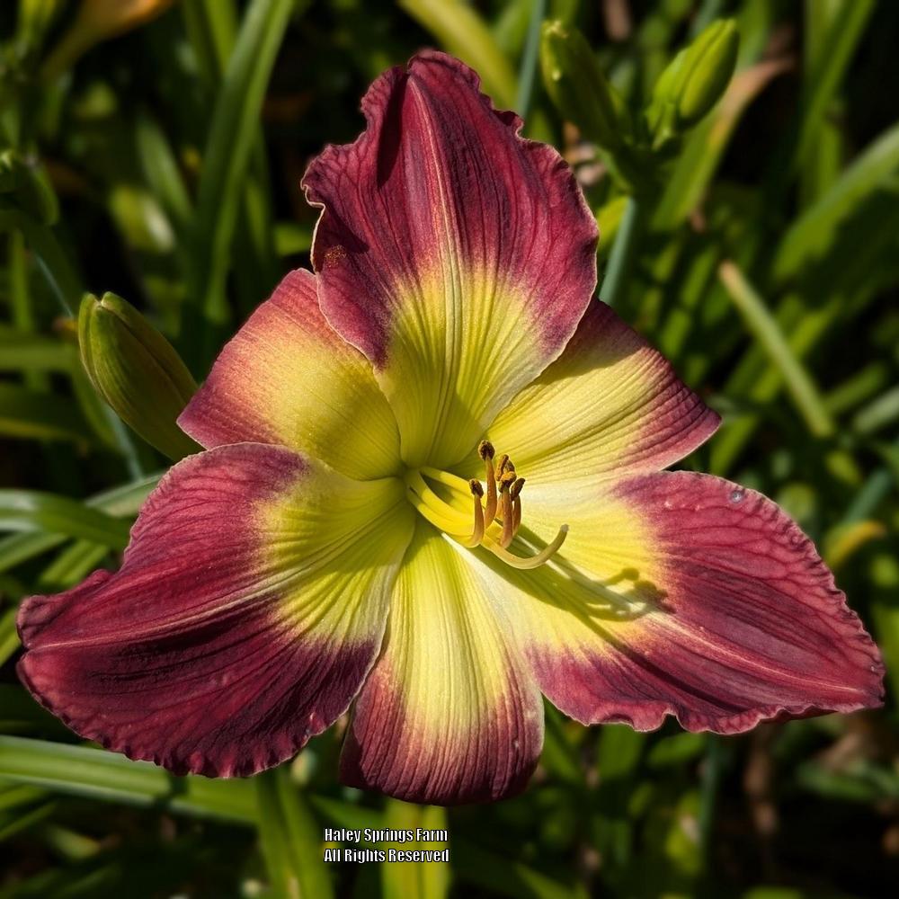 Photo of the bloom of Daylily (Hemerocallis 'Sharon's Delight') posted ...