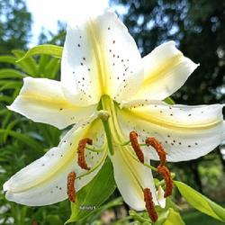 Lily (Lilium 'Garden Party') in the Lilies Database - Garden.org