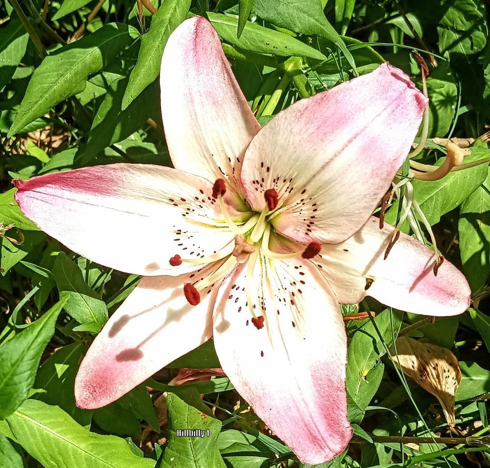 Photo of the bloom of Lily (Lilium 'Rosella's Dream') posted by ...