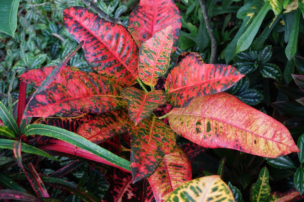 Photo of the leaves of Croton (Codiaeum variegatum 'Rudy Bachmann ...
