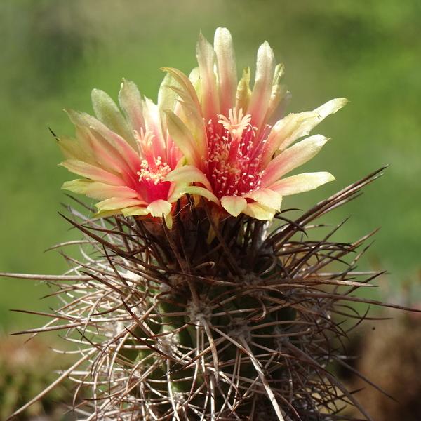 Photo of the entire plant of Pyrrhocactus simulans posted by Orsola ...