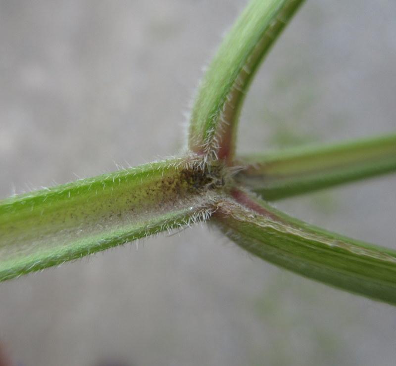 Photo of the stem, scape, stalk or bark of Cow Parsley (Anthriscus ...