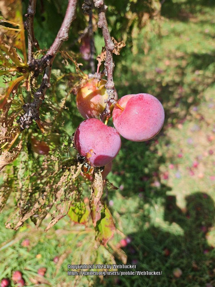 Photo of the fruit of Flatwoods Plum (Prunus umbellata) posted by ...