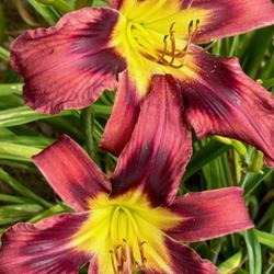 Daylily (Hemerocallis 'Delta Force') in the Daylilies Database - Garden.org