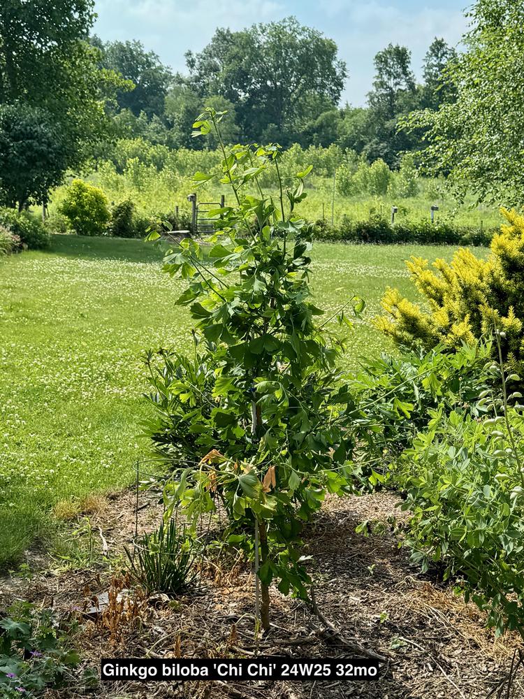 Photo of the entire plant of Maidenhair Tree (Ginkgo biloba 'Chi-Chi ...