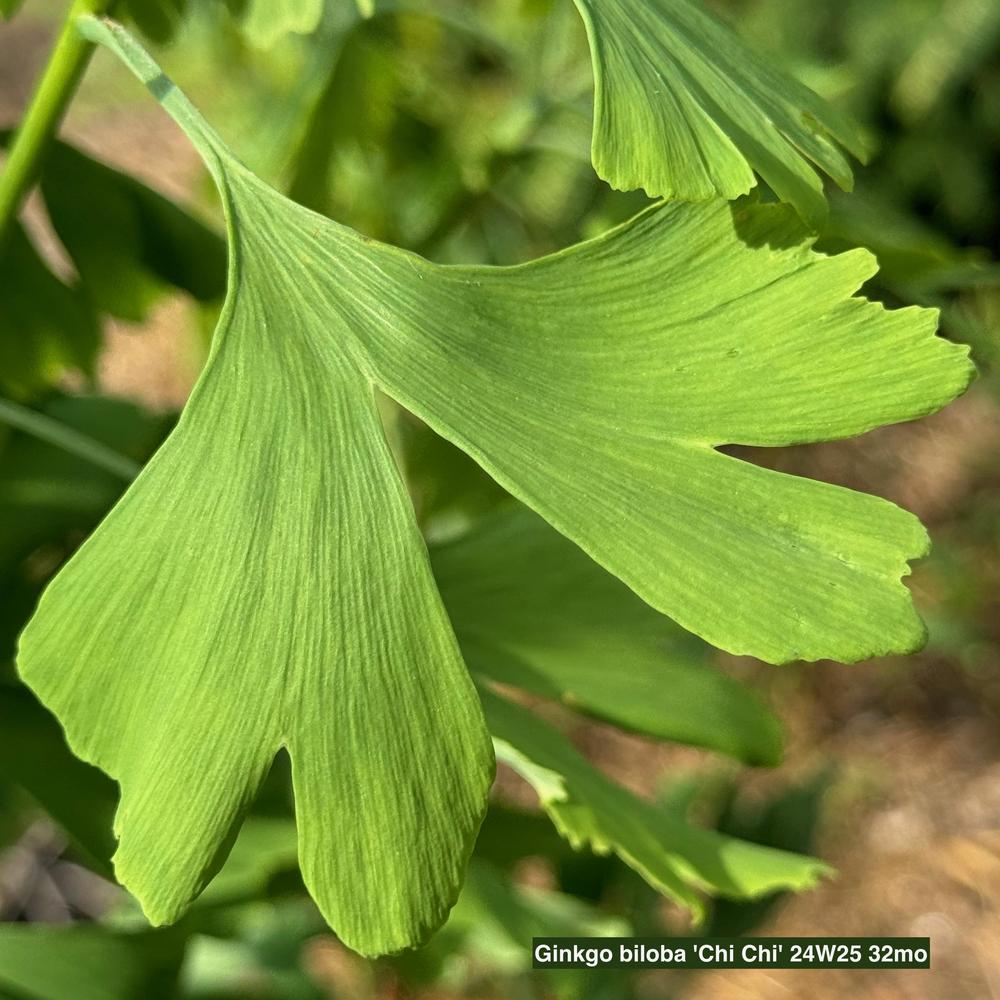 Maidenhair Tree (Ginkgo biloba 'Chi-Chi') - Garden.org