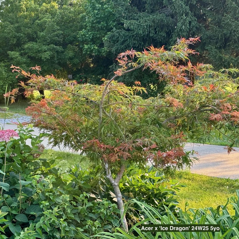 Photo of the entire plant of Maple (Acer Jack Frost® Ice Dragon ...