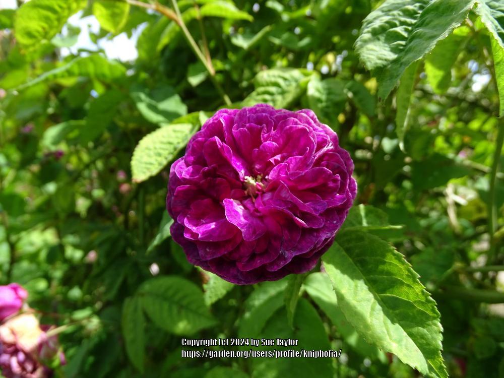 Photo of the bloom of Rose (Rosa 'Hippolyte') posted by kniphofia ...