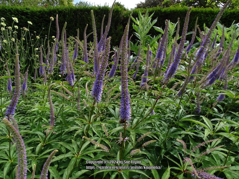 Photo of the bloom of Culver's Root (Veronicastrum virginicum 'Pointed ...