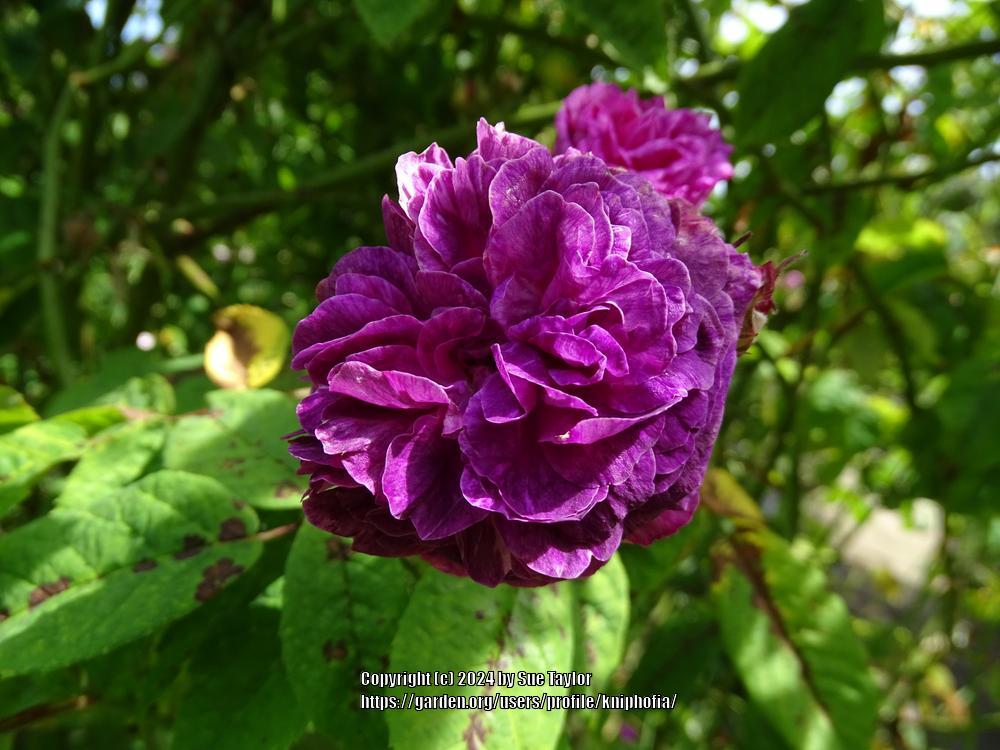 Rose (Rosa 'Hippolyte') in the Roses Database - Garden.org