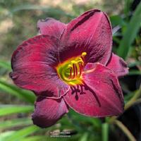 Daylily (Hemerocallis 'Raspberry Suede') in the Daylilies Database ...