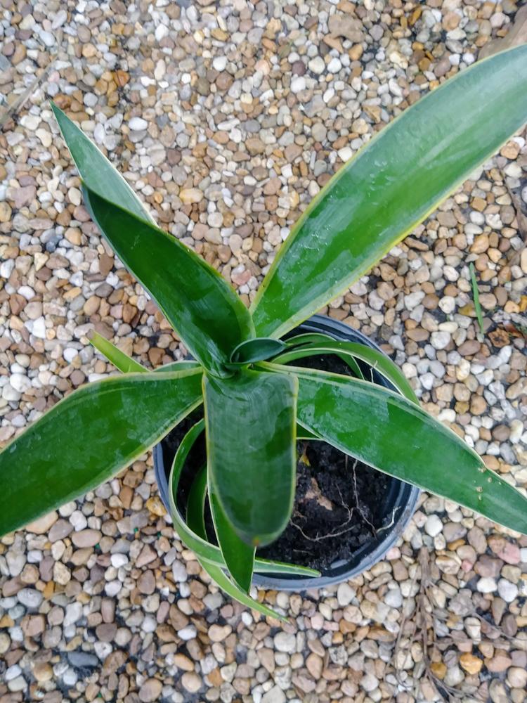 True or False Agave? in the Plant ID forum - Garden.org