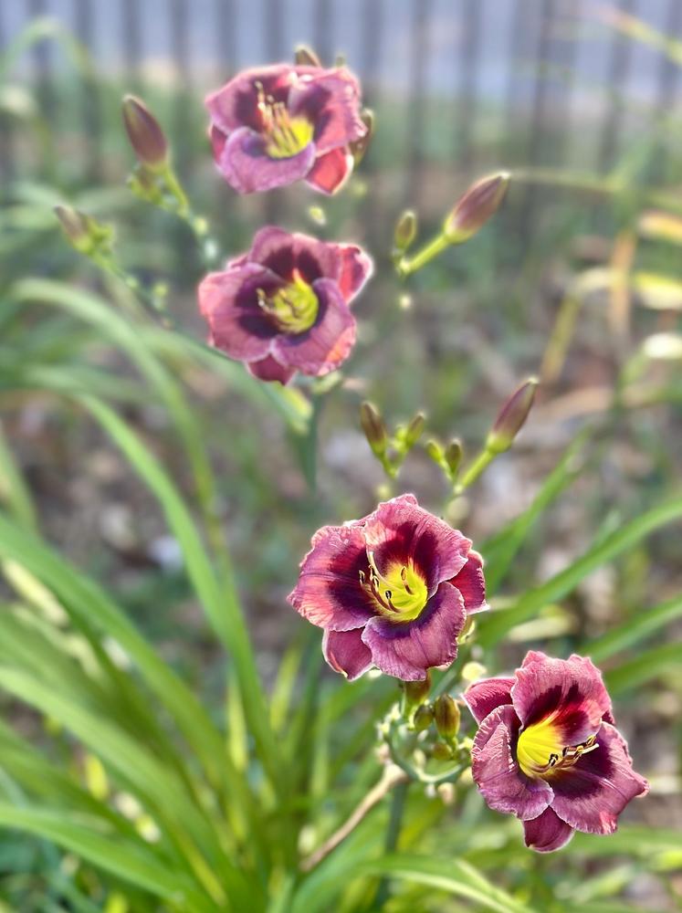 Photo of the entire plant of Daylily (Hemerocallis 'Lillian's Rainbow ...