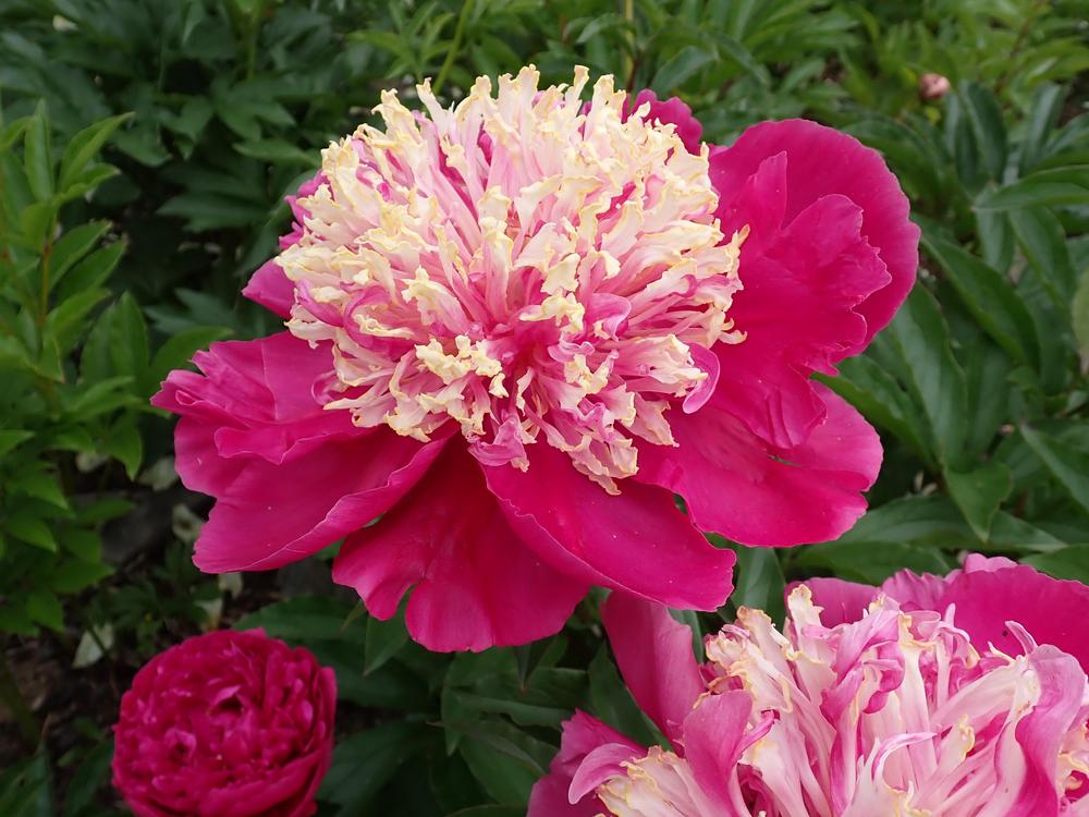 Photo of the bloom of Peony (Paeonia lactifora 'Sword Dance') posted by ...