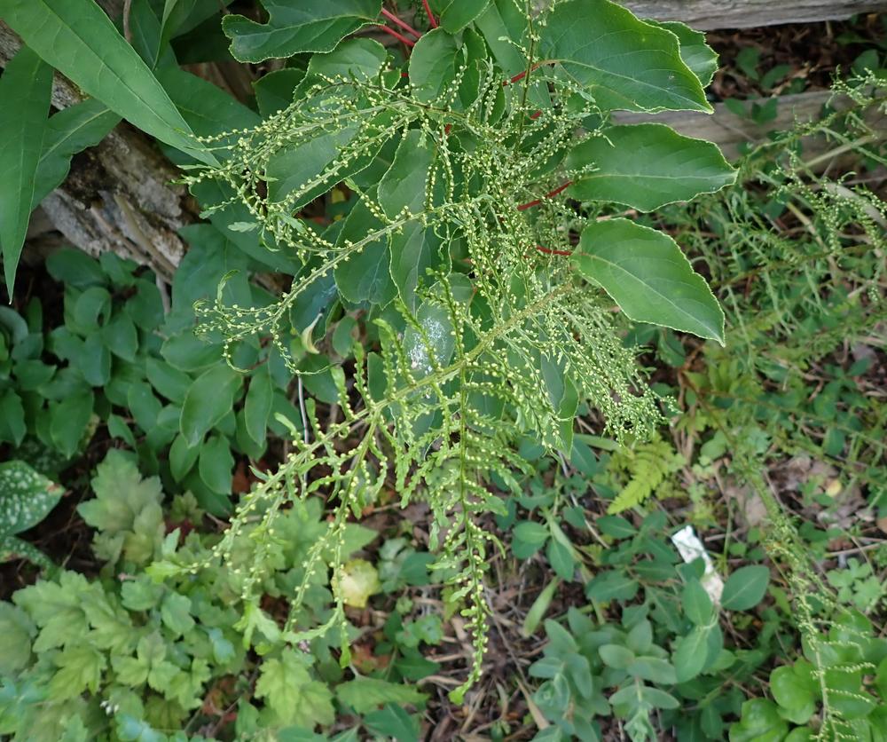 Dryopteris per label or native fern in the Plant ID forum - Garden.org