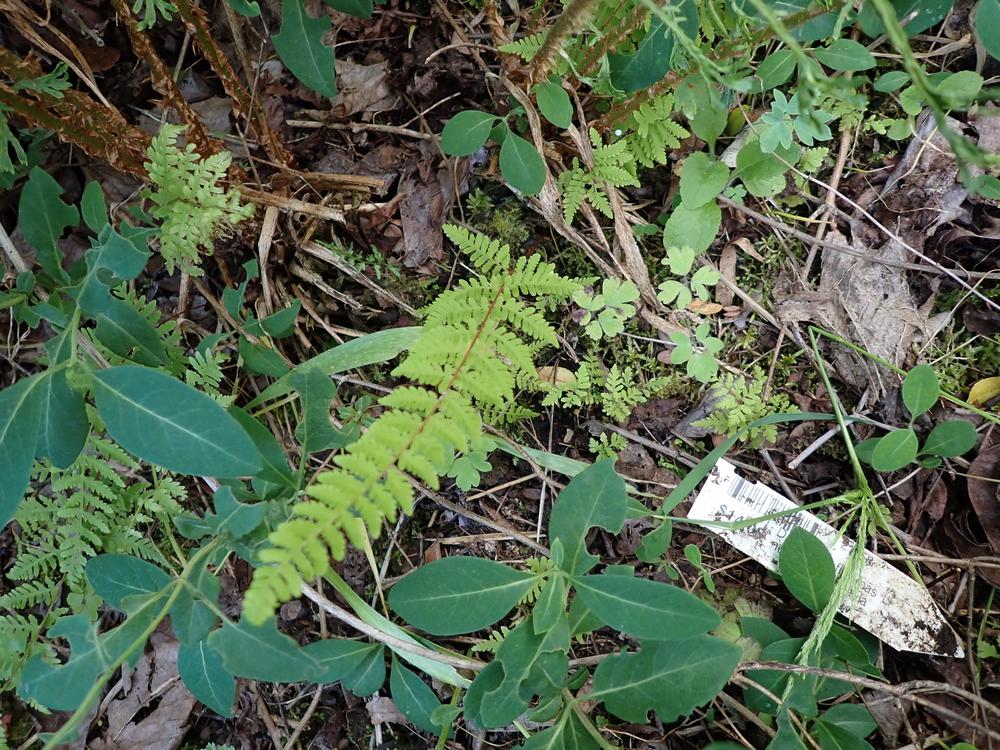 Dryopteris per label or native fern in the Plant ID forum - Garden.org