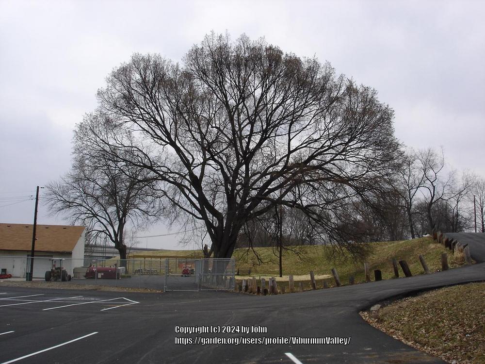 Sickly Elm? Tree - unusual bark in the Trees and Shrubs forum - Garden.org