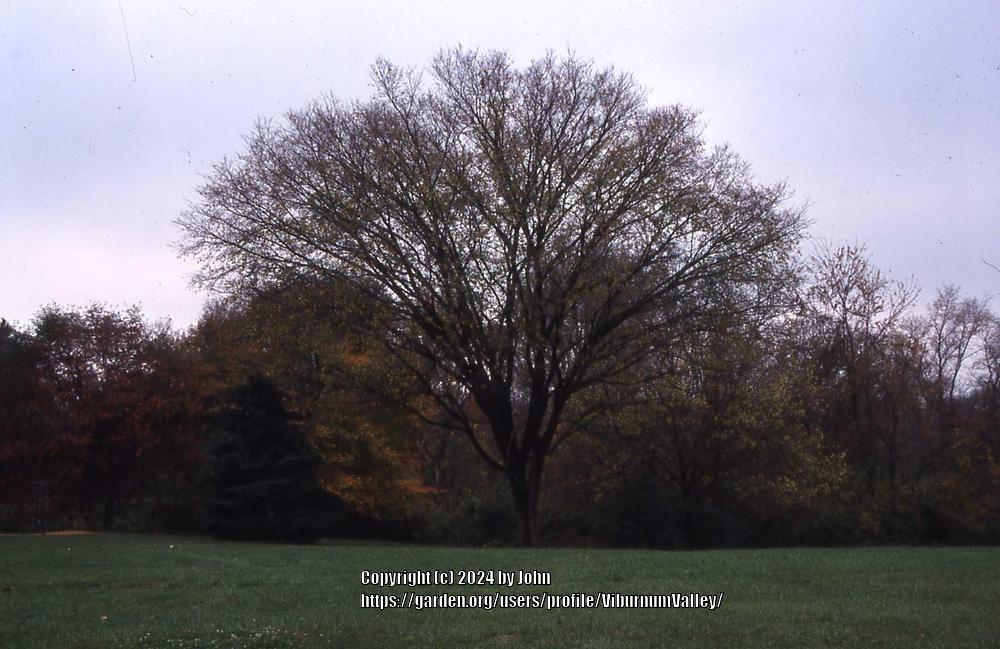 Sickly Elm? Tree - unusual bark in the Trees and Shrubs forum - Garden.org