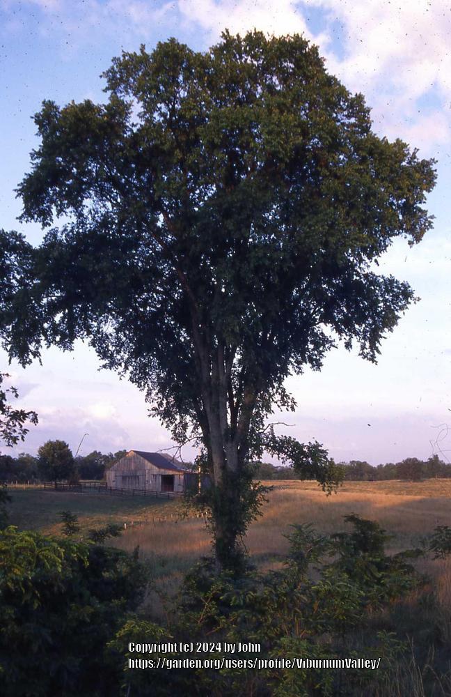 Sickly Elm? Tree - unusual bark in the Trees and Shrubs forum - Garden.org
