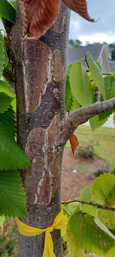 Sickly Elm? Tree - unusual bark in the Trees and Shrubs forum - Garden.org