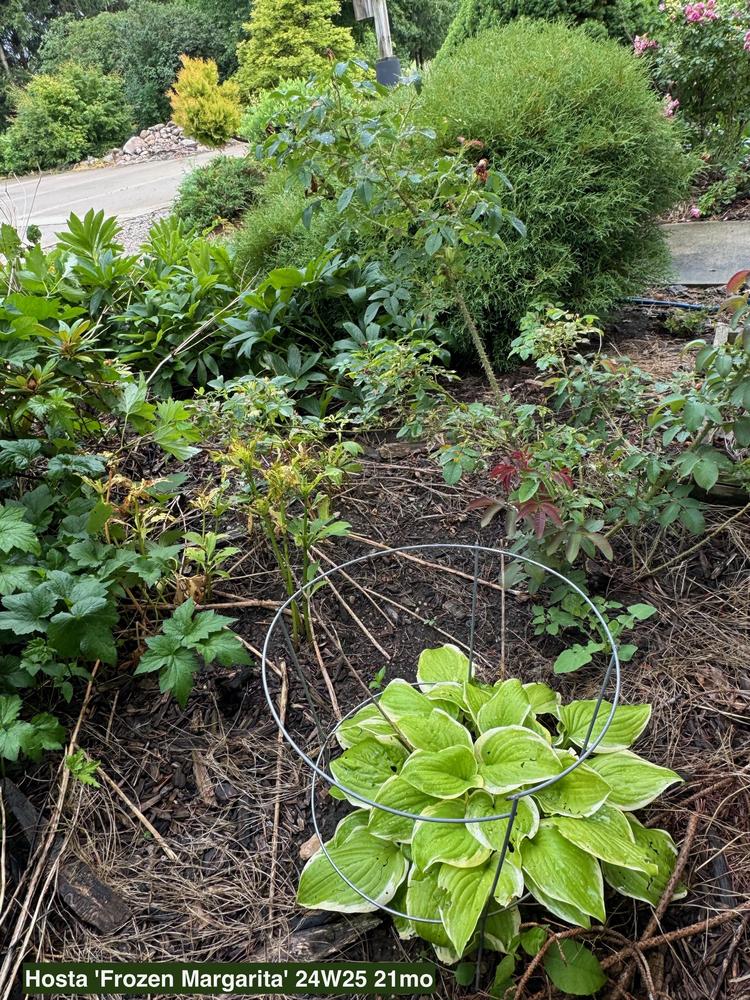 Photo of the entire plant of Hosta 'Frozen Margarita' posted by ...