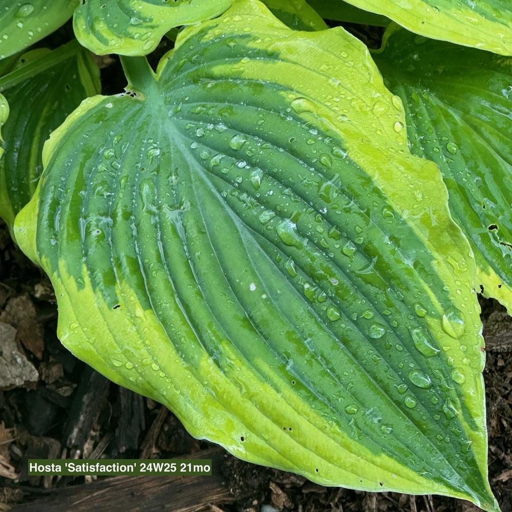 Photo of the leaves of Hosta 'Satisfaction' posted by frankrichards16 - Garden.org