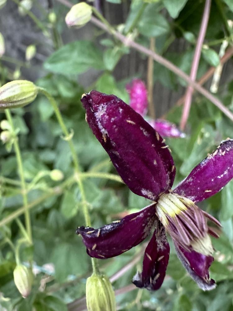 Bugs destroying my flowers in the Ask a Question forum - Garden.org