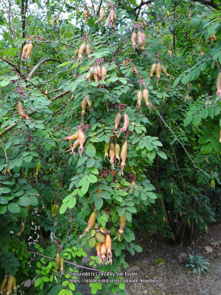 Photo of the seed pods or heads of Rose (Rosa moyesii) posted by ...