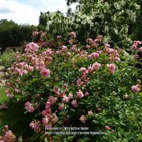 Photo of the entire plant of Hybrid Musk Rose (Rosa 'Felicia') posted ...