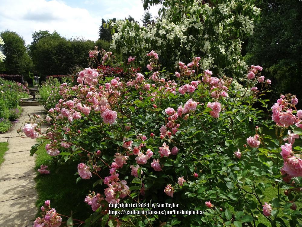 Photo of the entire plant of Hybrid Musk Rose (Rosa 'Felicia') posted ...