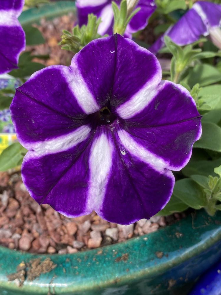 Photo of the bloom of Petunia Cascadias™ Purple Gem posted by SL ...