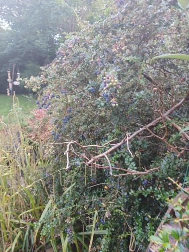 Mystery bush in the Plant ID forum - Garden.org