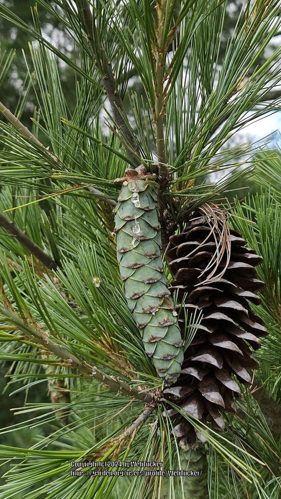 Photo of the fruit of Eastern White Pine (Pinus strobus) posted by WebTucker - Garden.org