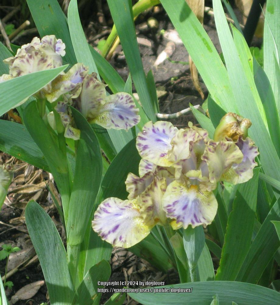 Photo of the bloom of Standard Dwarf Bearded Iris (Iris 'Leopard Print') posted by doglover ...