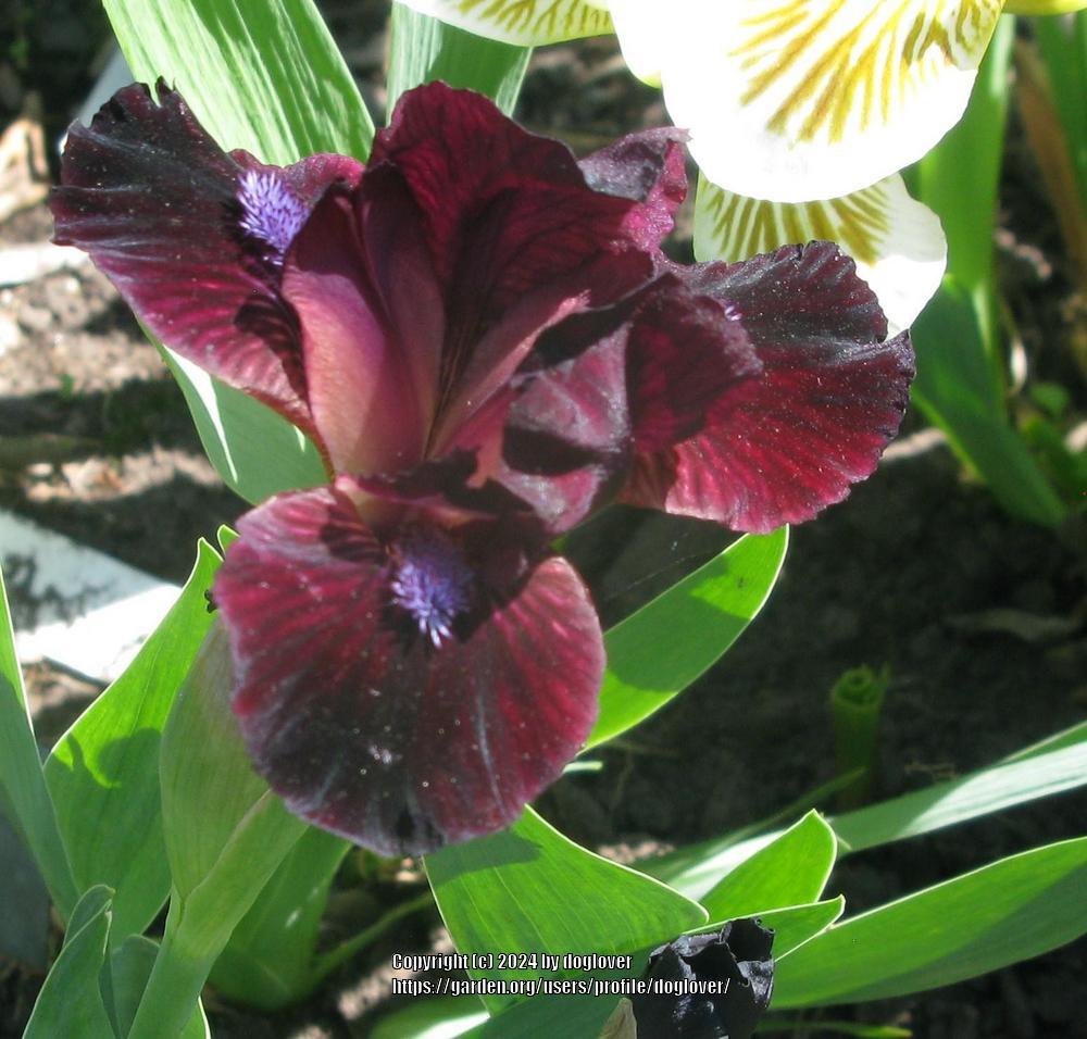 Photo of the bloom of Standard Dwarf Bearded Iris (Iris 'Frankenberry') posted by doglover ...