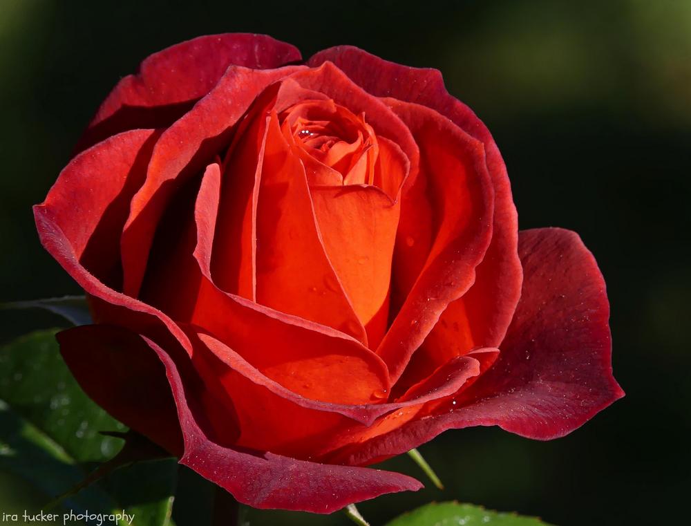 Rose (Rosa 'Hot Cocoa') in the Roses Database - Garden.org