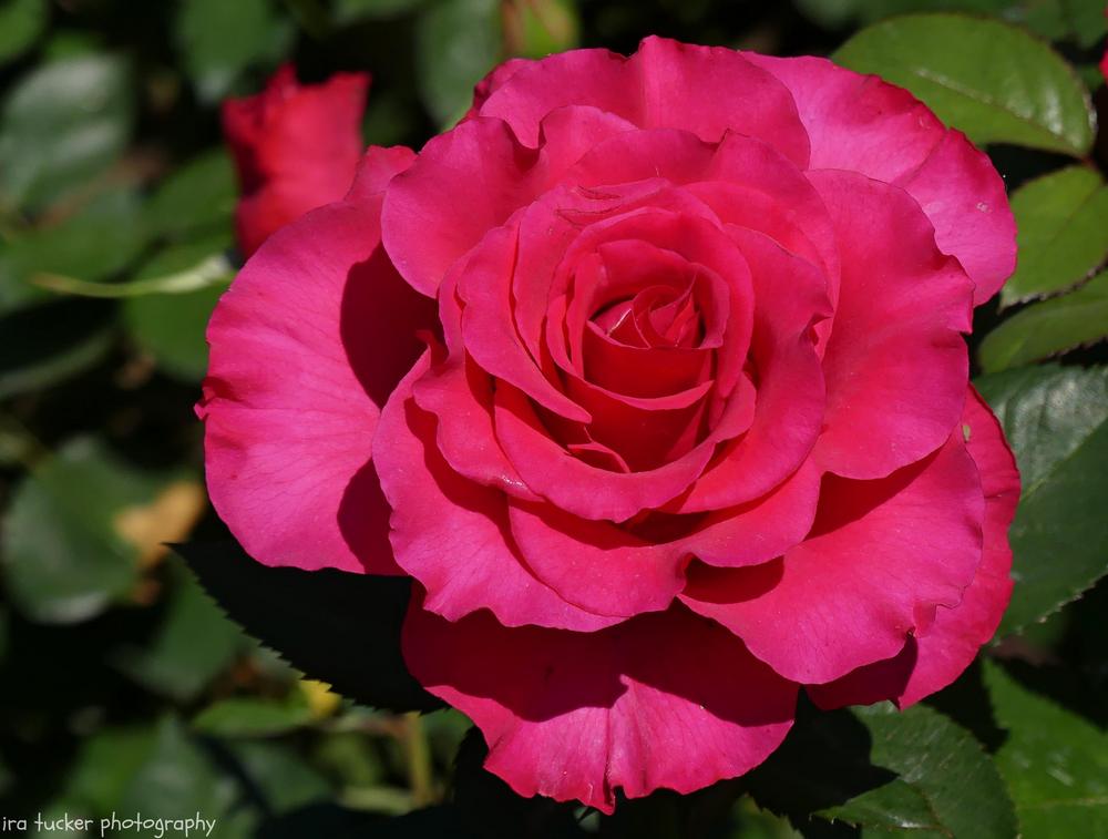 Rose (Rosa 'Fame!') in the Roses Database - Garden.org