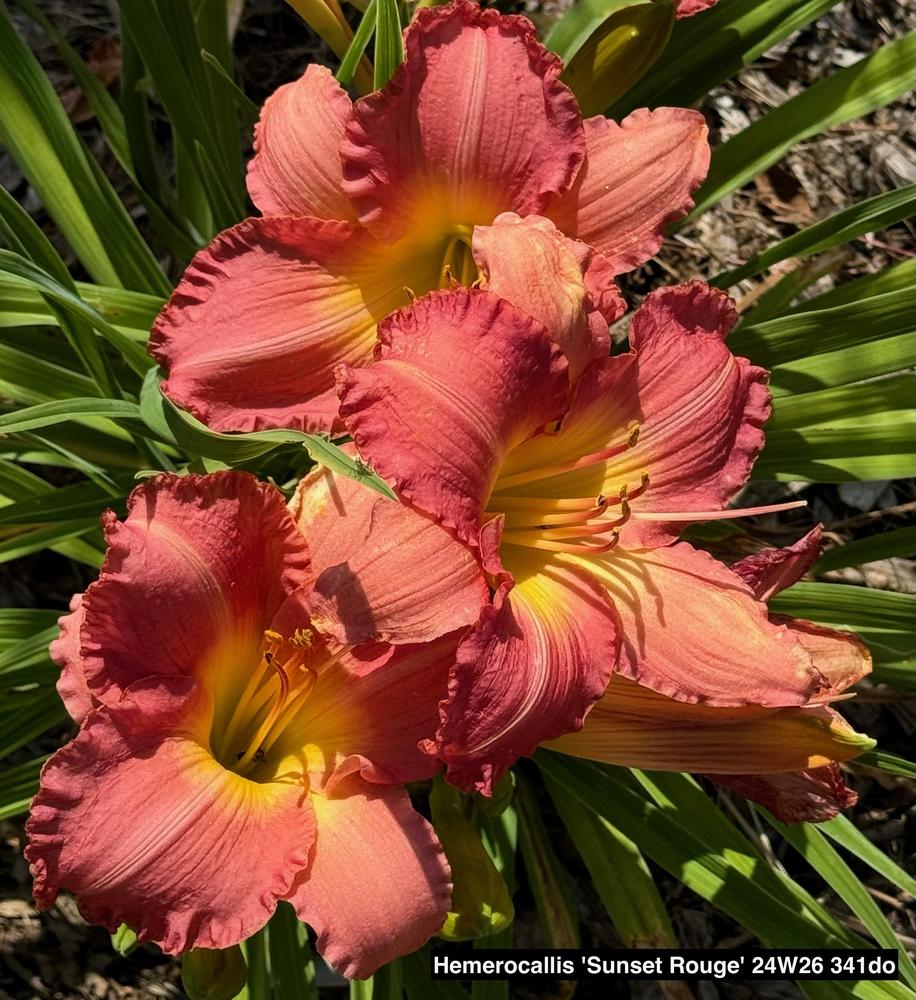 Photo of the bloom of Daylily (Hemerocallis 'Sunset Rouge') posted by ...