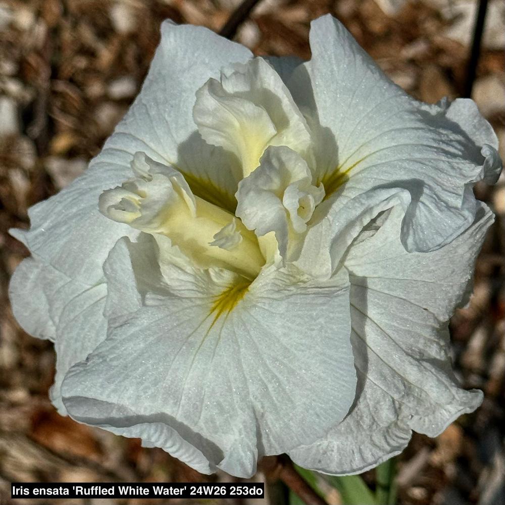 Photo of the bloom of Japanese Iris (Iris ensata 'Ruffled White Water ...