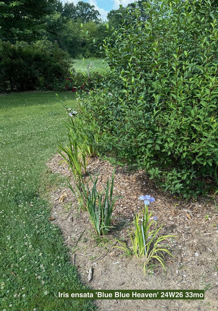 Photo of the entire plant of Japanese Iris (Iris ensata 'Blue Blue Heaven') posted by ...
