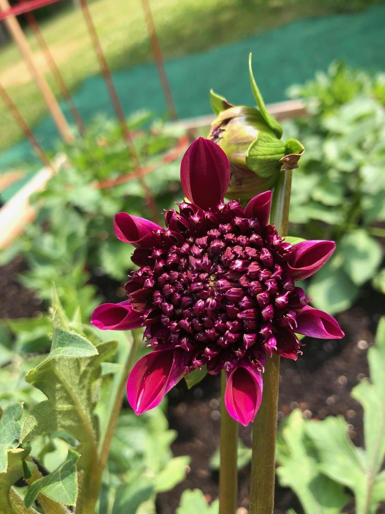 Dahlia 'Bloomquist Larrie Ann' in the Dahlias Database - Garden.org