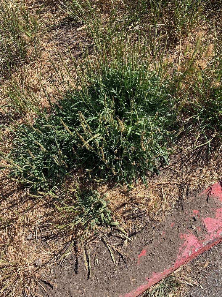 This could be a weed in a state park in the Plant ID forum - Garden.org