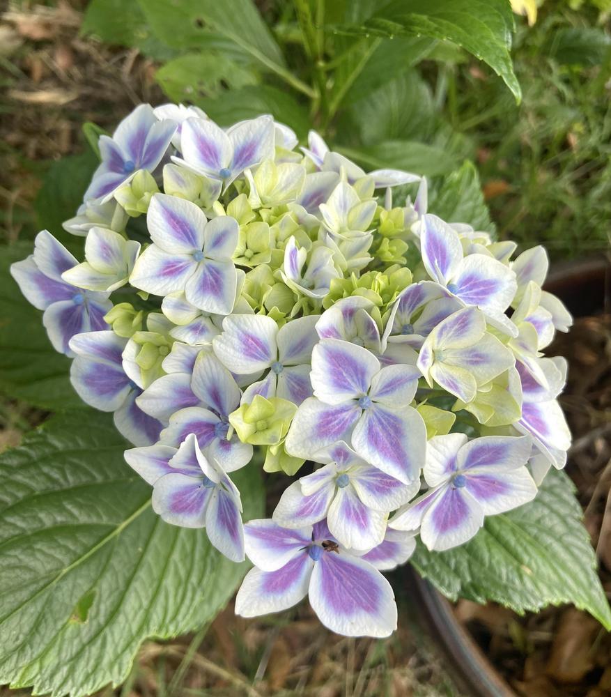 Photo of the bloom of Bigleaf Hydrangea (Hydrangea macrophylla ...