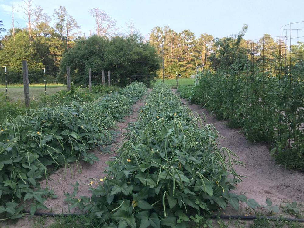 First Veg Garden in the Vegetables and Fruit forum - Garden.org