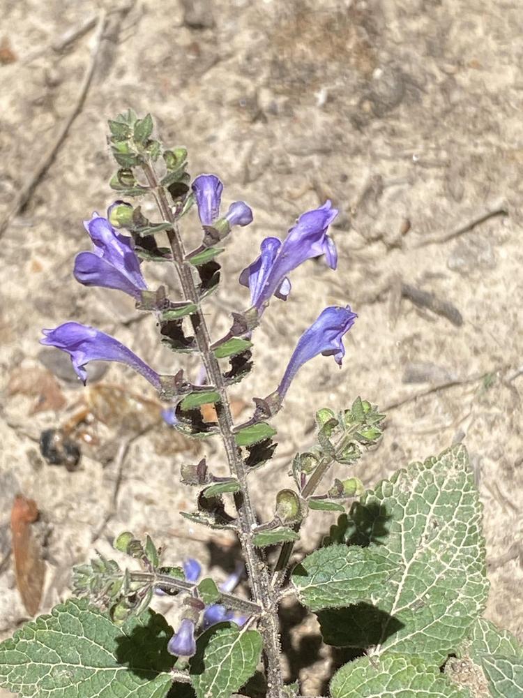 Photo of the bloom of Heart-leaf skullcap (Scutellaria ovata subsp ...